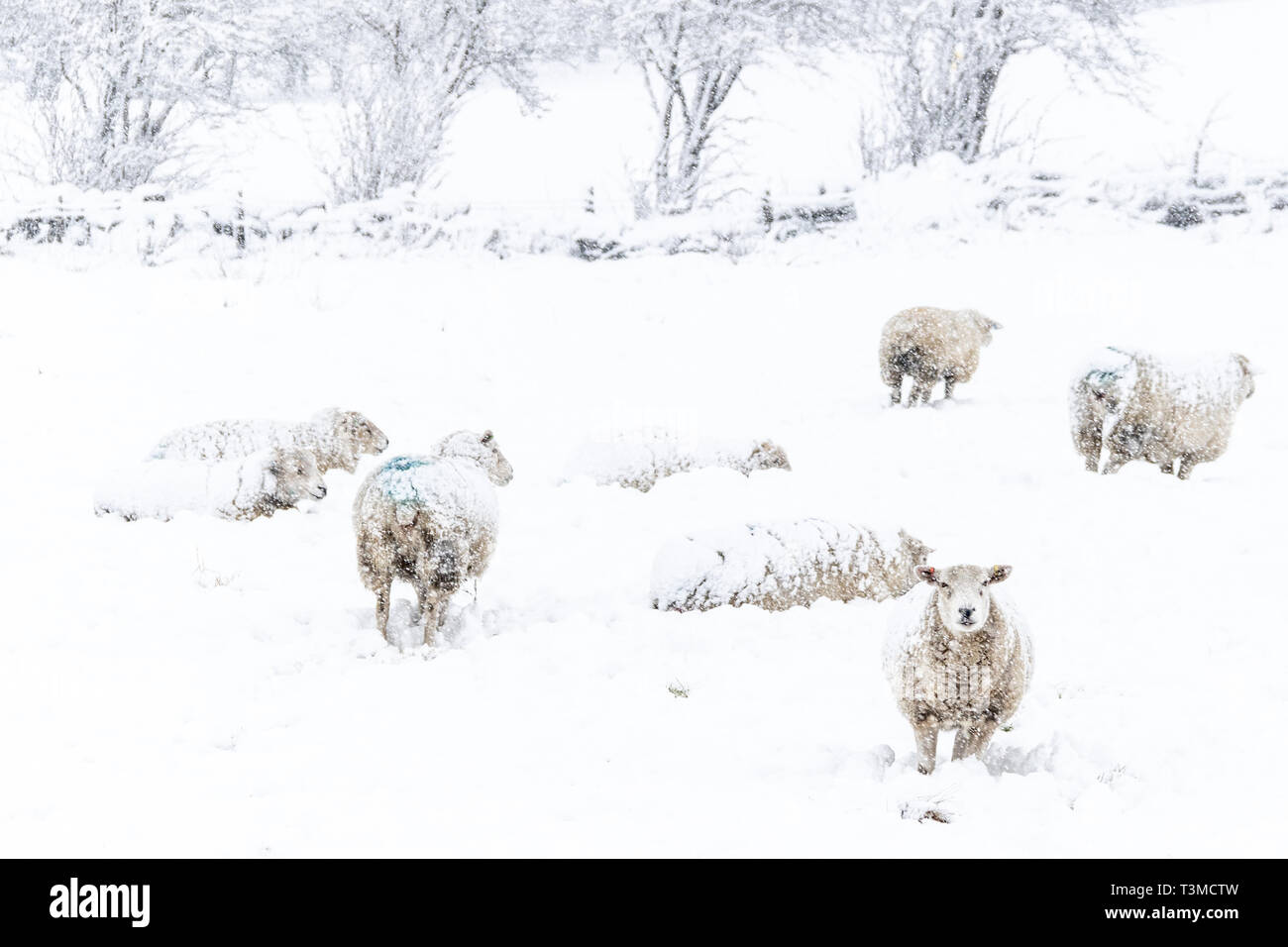 Sheep in a cold white winter Yorkshire landscape Stock Photo - Alamy