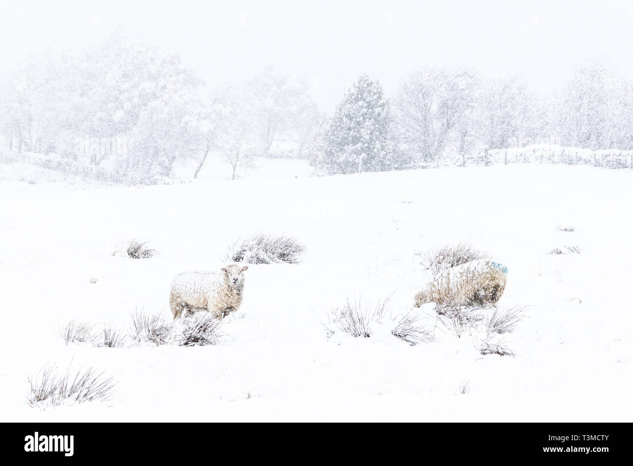 Lamb in field sheep Cut Out Stock Images & Pictures - Alamy