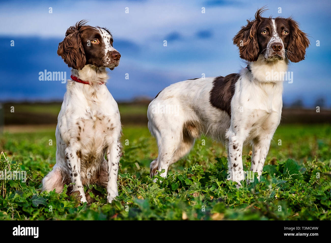 Working Gundogs Springer Spaniels and Speocker Stock Photo - Alamy