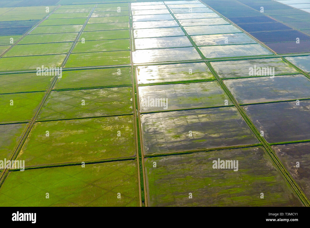 The rice fields are flooded with water. Flooded rice paddies. Agronomic ...