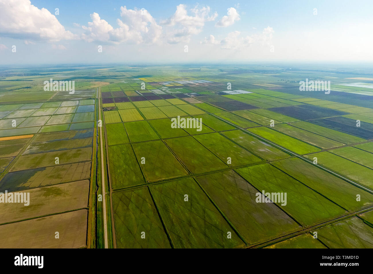 The rice fields are flooded with water. Flooded rice paddies. Agronomic ...