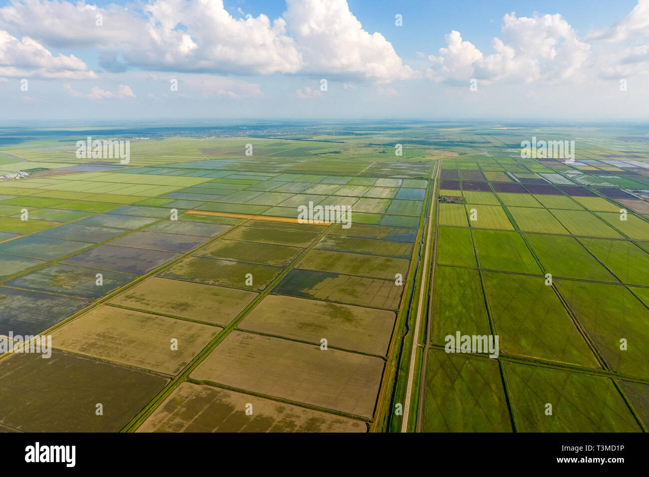 The rice fields are flooded with water. Flooded rice paddies. Agronomic ...