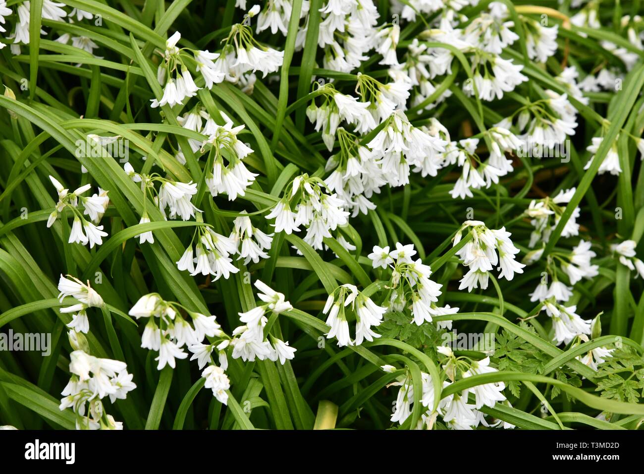 Plants and flowers Stock Photo - Alamy