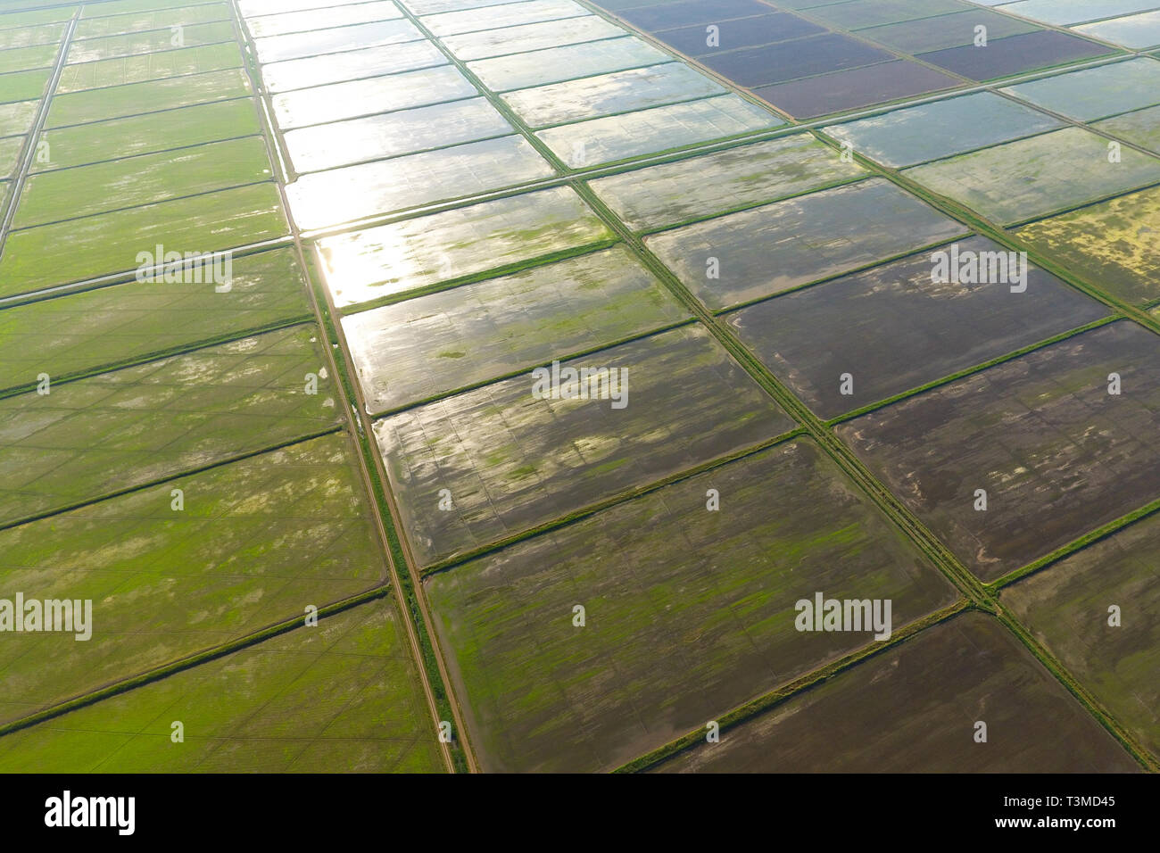 The rice fields are flooded with water. Flooded rice paddies. Agronomic ...