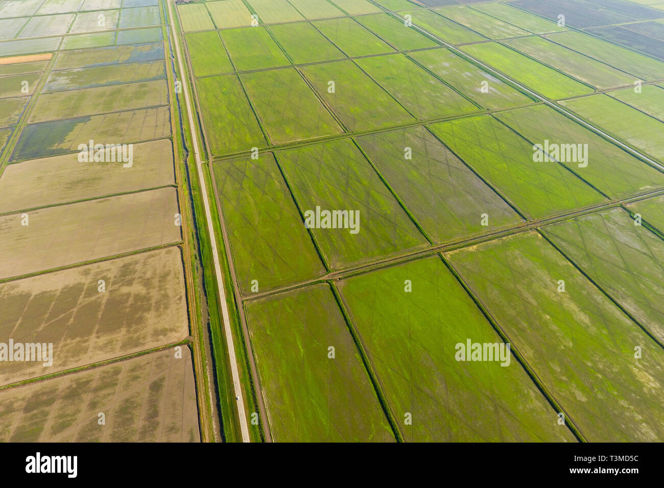 The rice fields are flooded with water. Flooded rice paddies. Agronomic ...