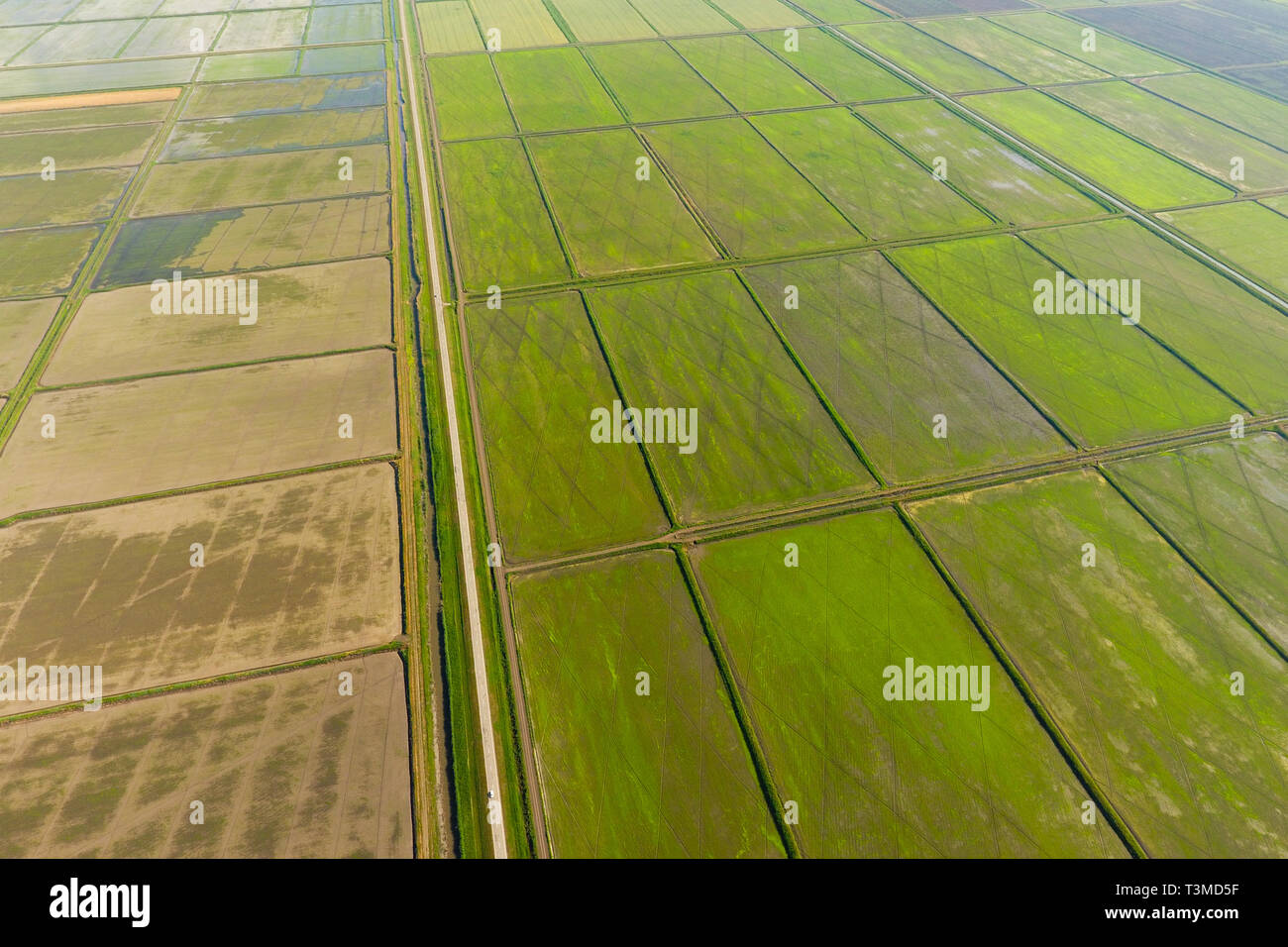 The rice fields are flooded with water. Flooded rice paddies. Agronomic ...