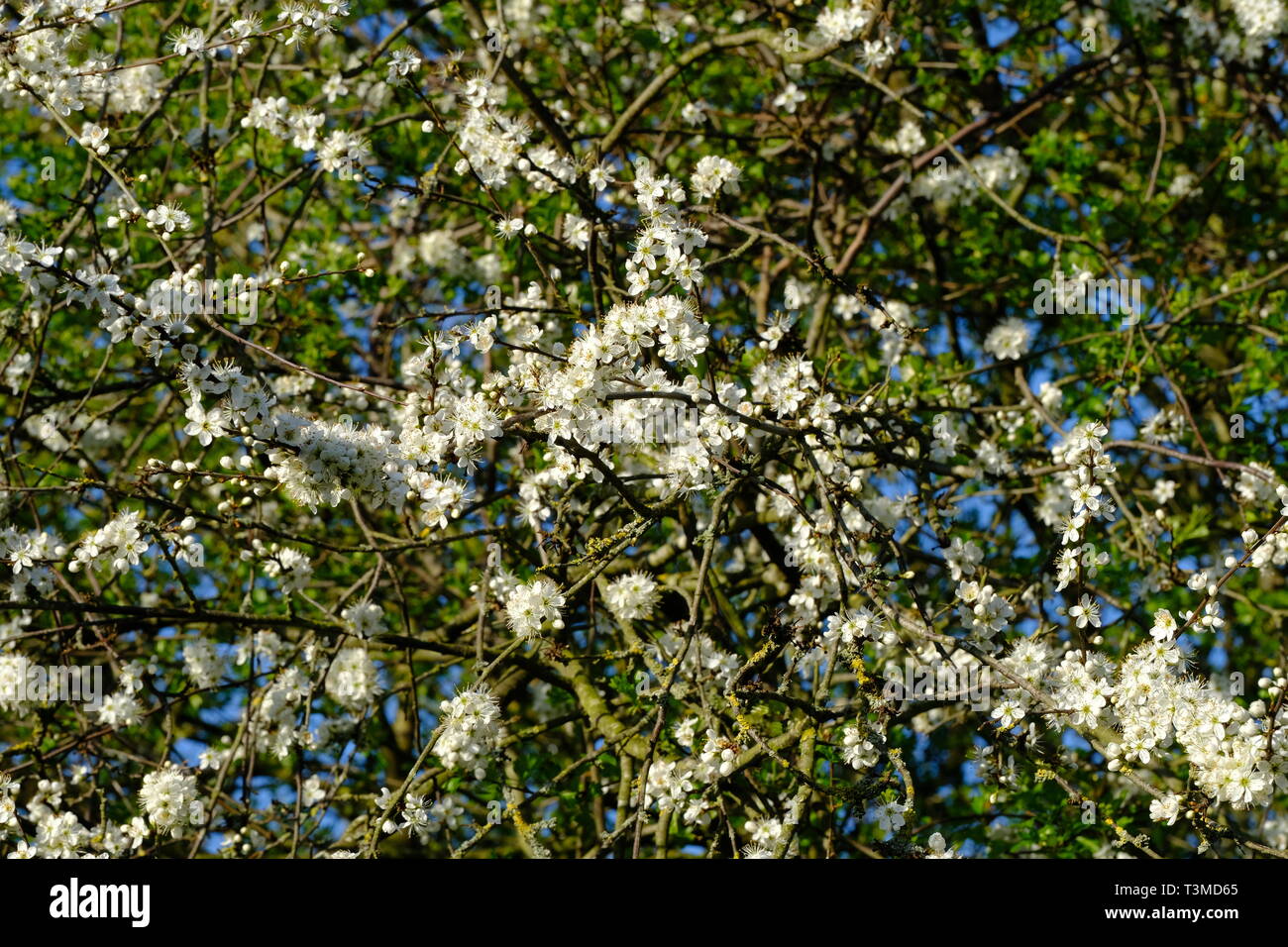 Cheshire, England, Blackthorn Blossom, Sloe Gin, Sloe, Hedging Plant ...