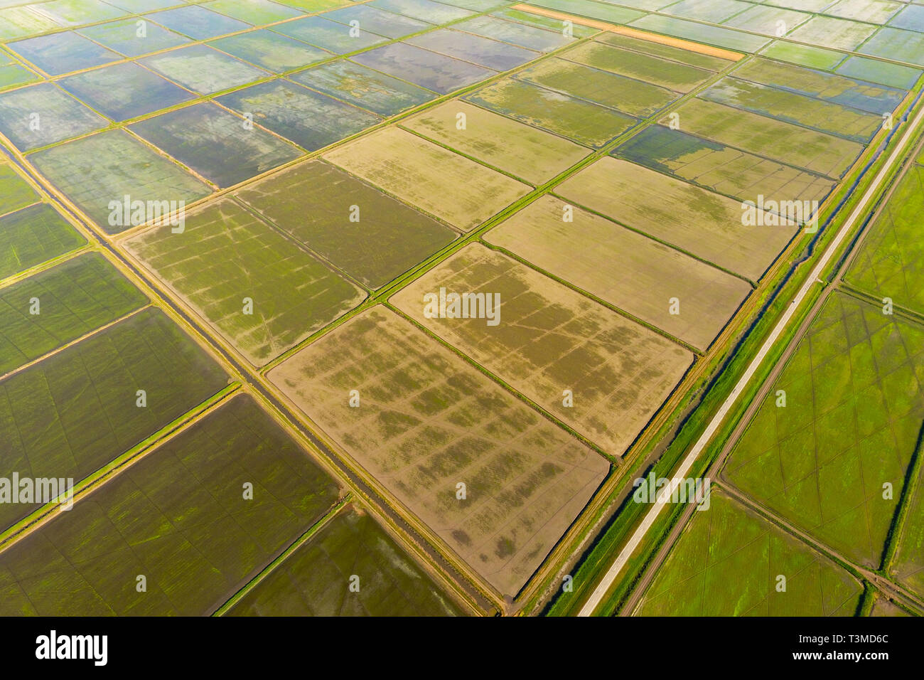The rice fields are flooded with water. Flooded rice paddies. Agronomic ...