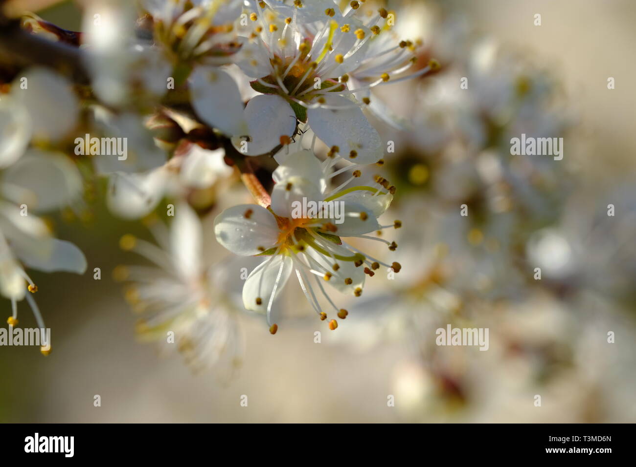 Cheshire, England, Blackthorn Blossom, Sloe Gin, Sloe, Hedging Plant ...