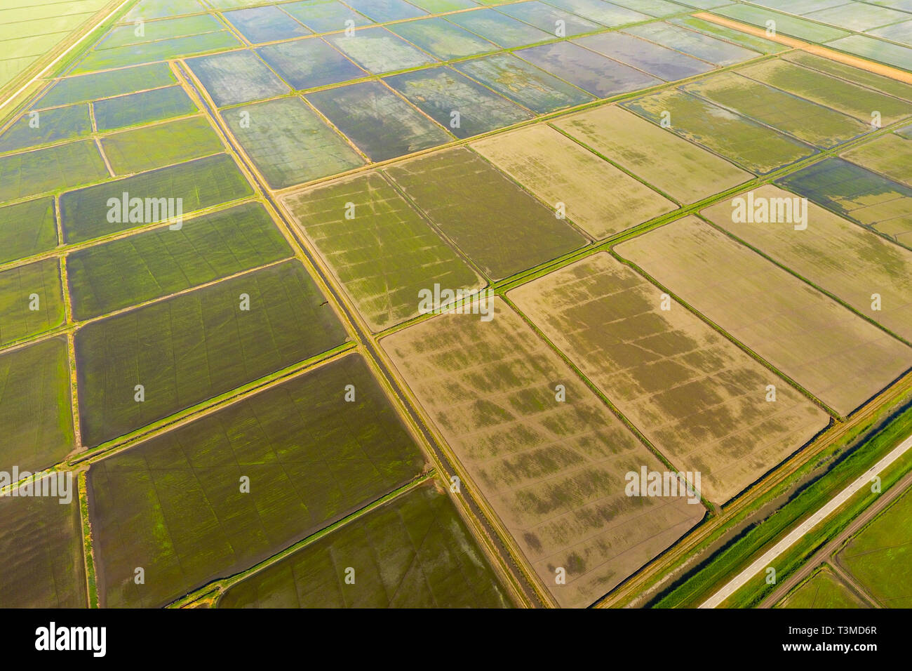 The rice fields are flooded with water. Flooded rice paddies. Agronomic ...
