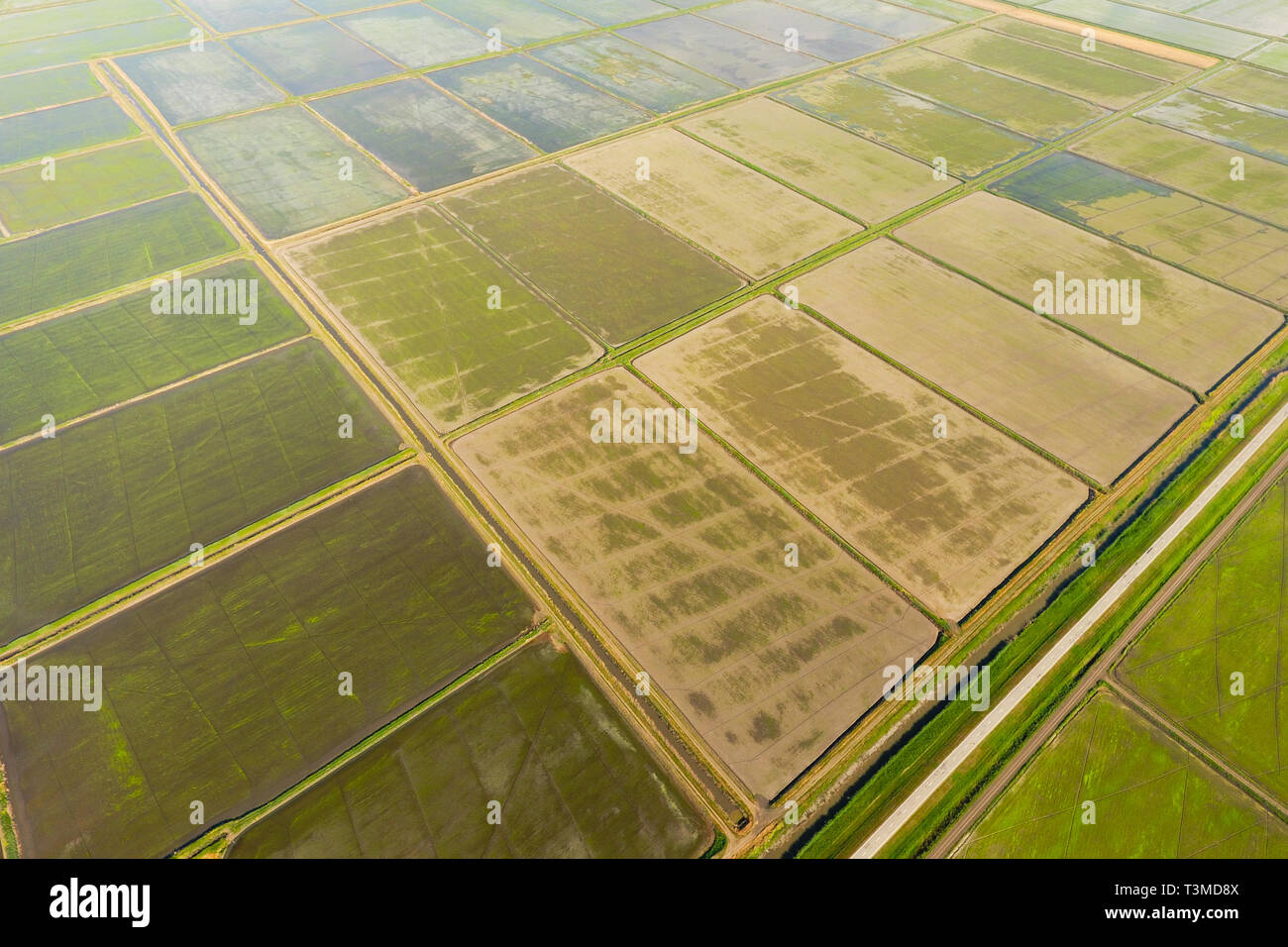 The rice fields are flooded with water. Flooded rice paddies. Agronomic ...