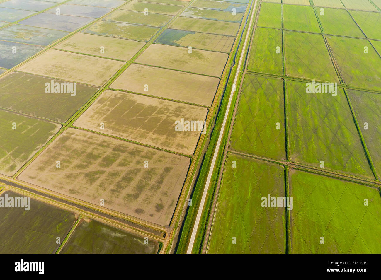 The rice fields are flooded with water. Flooded rice paddies. Agronomic ...