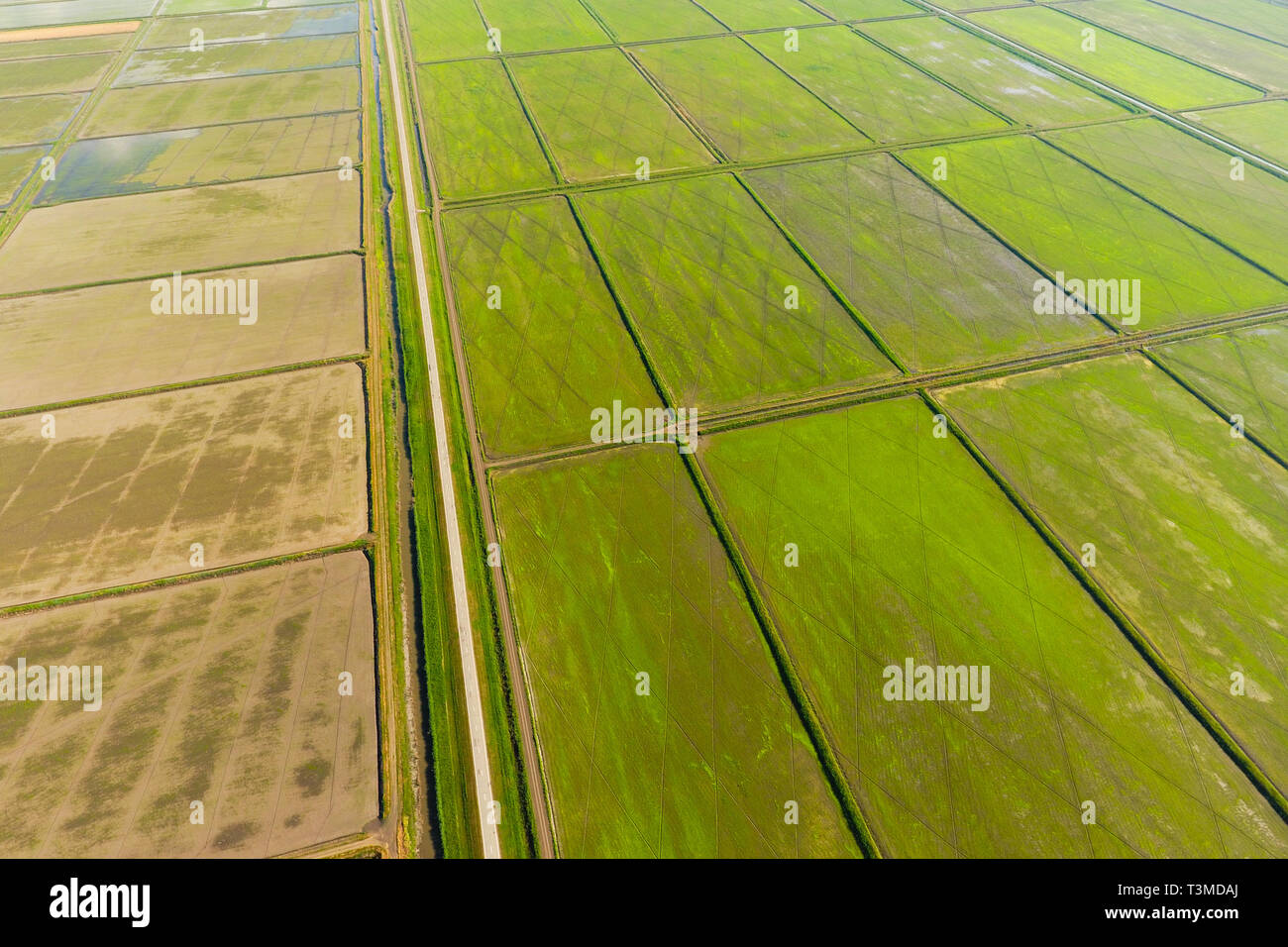 The rice fields are flooded with water. Flooded rice paddies. Agronomic ...