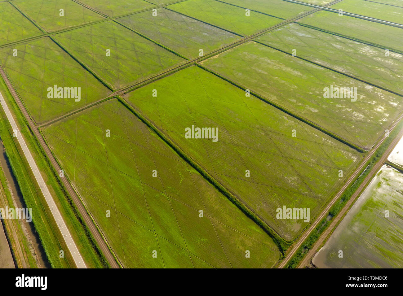 The rice fields are flooded with water. Flooded rice paddies. Agronomic ...