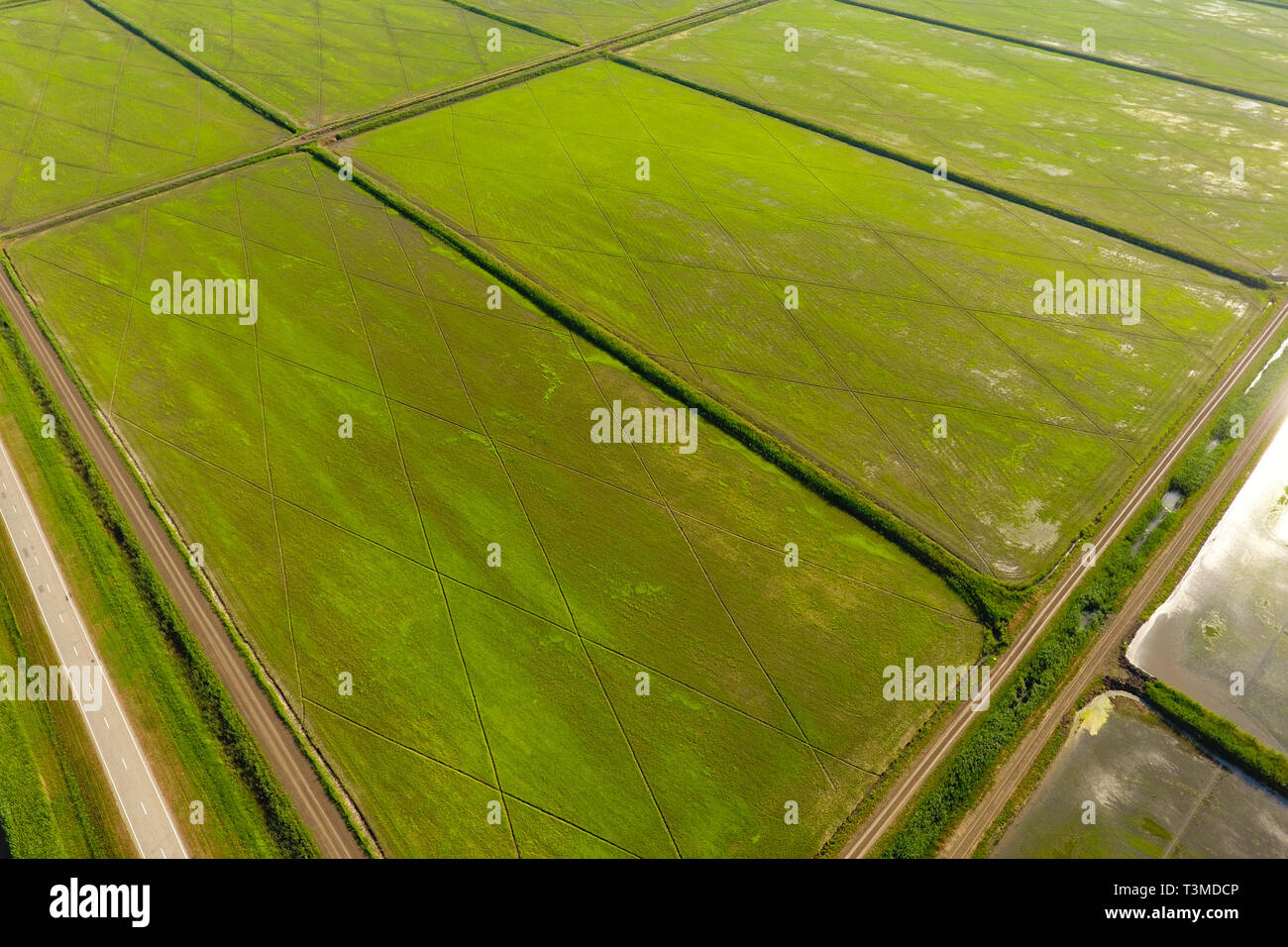 The rice fields are flooded with water. Flooded rice paddies. Agronomic ...