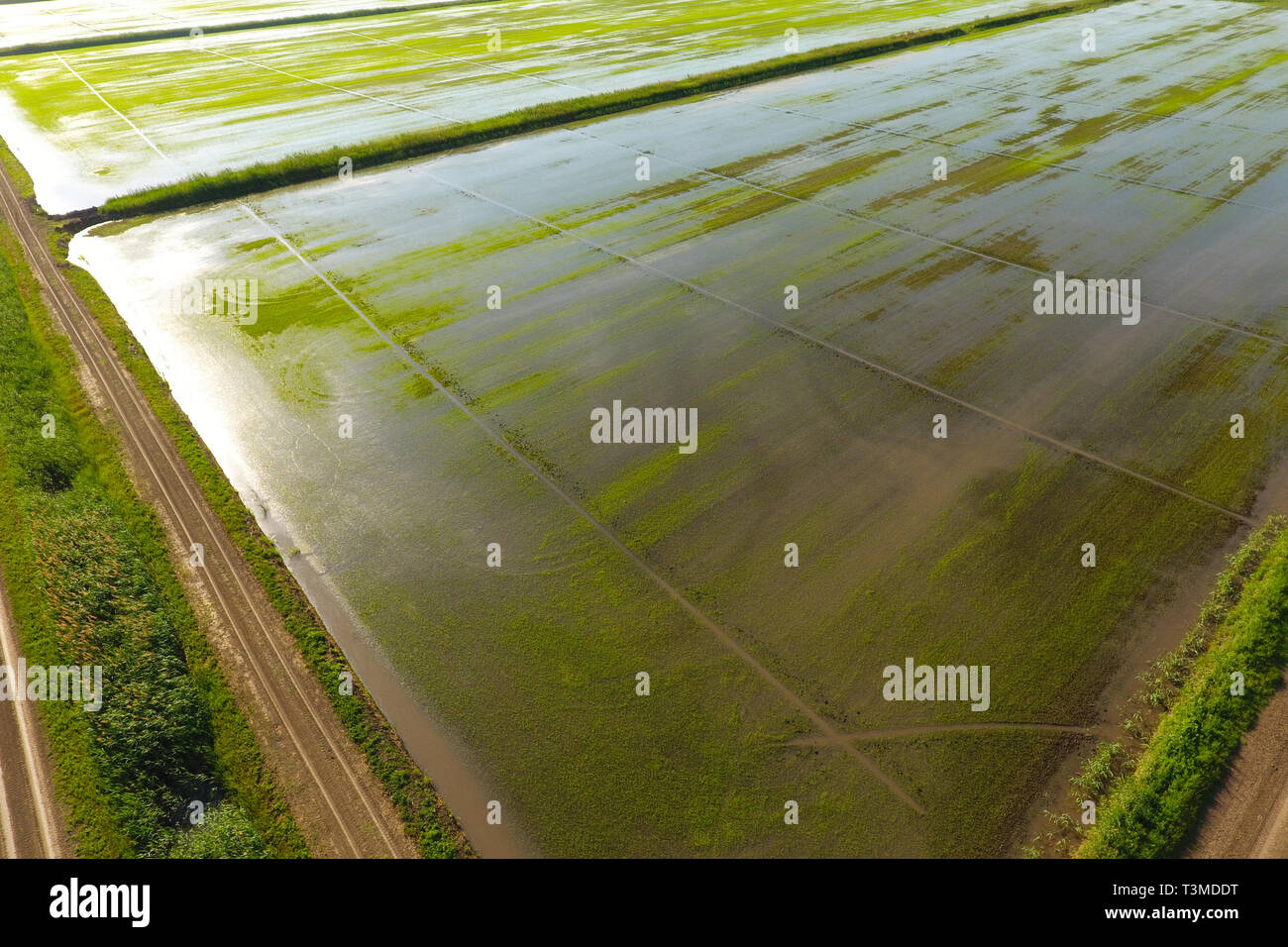 The rice fields are flooded with water. Flooded rice paddies. Agronomic ...