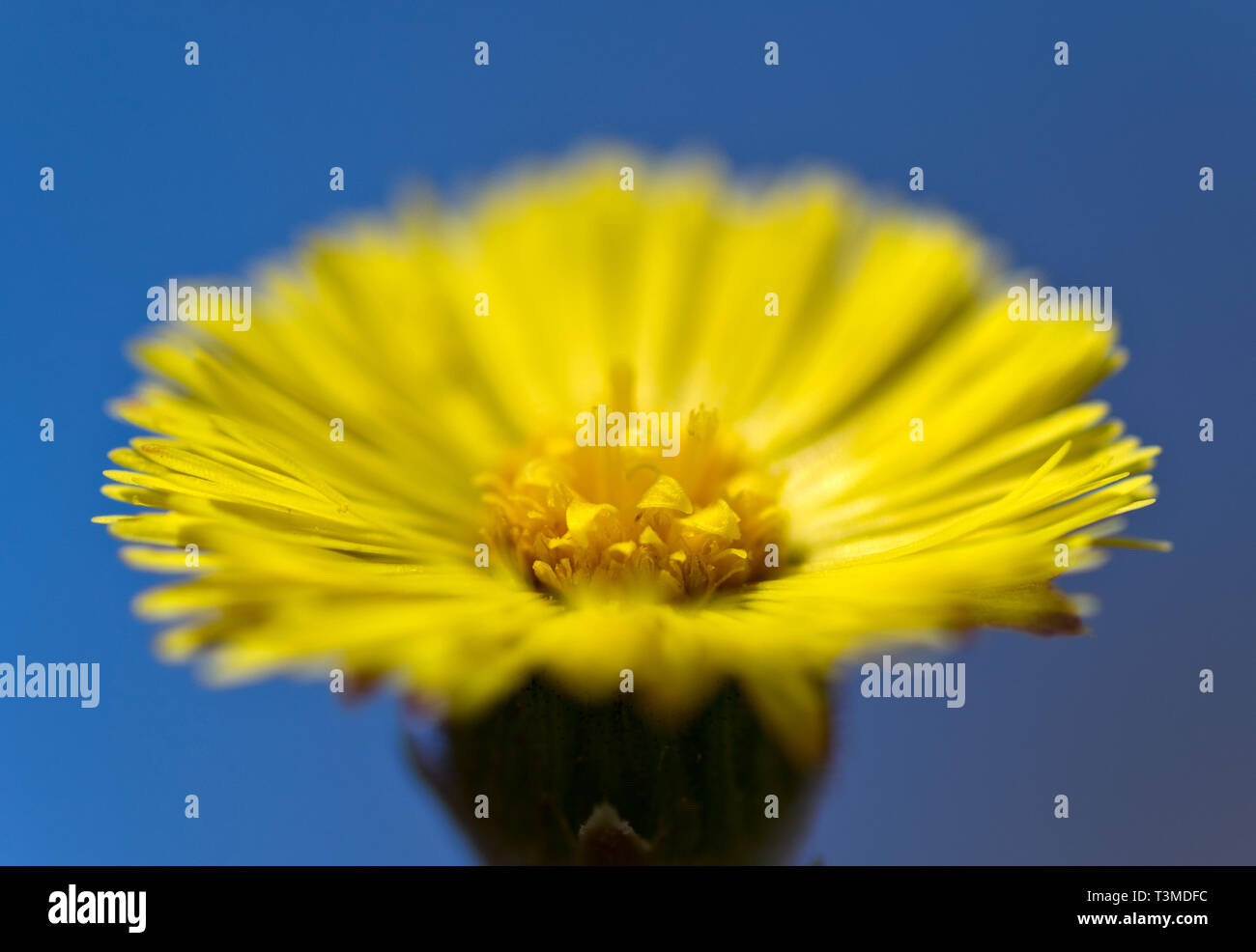 Tussilago farfara coltsfoot hi-res stock photography and images - Alamy