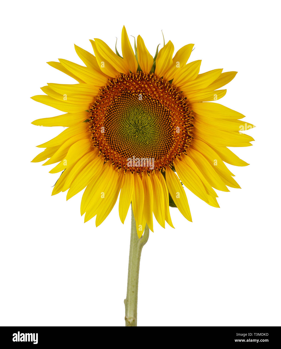 Single Sunflower isolated on white background Stock Photo - Alamy