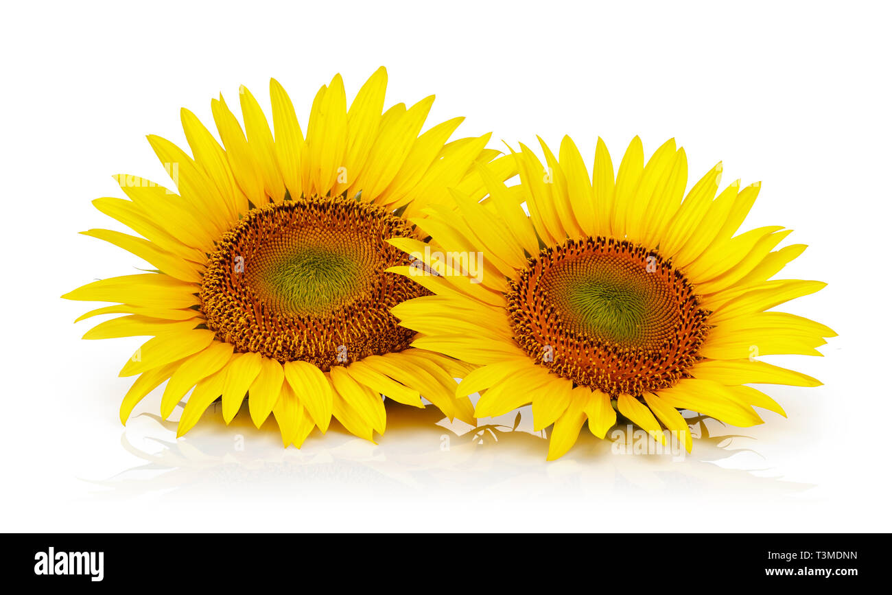 Two whole Sunflowers isolated on white background Stock Photo - Alamy