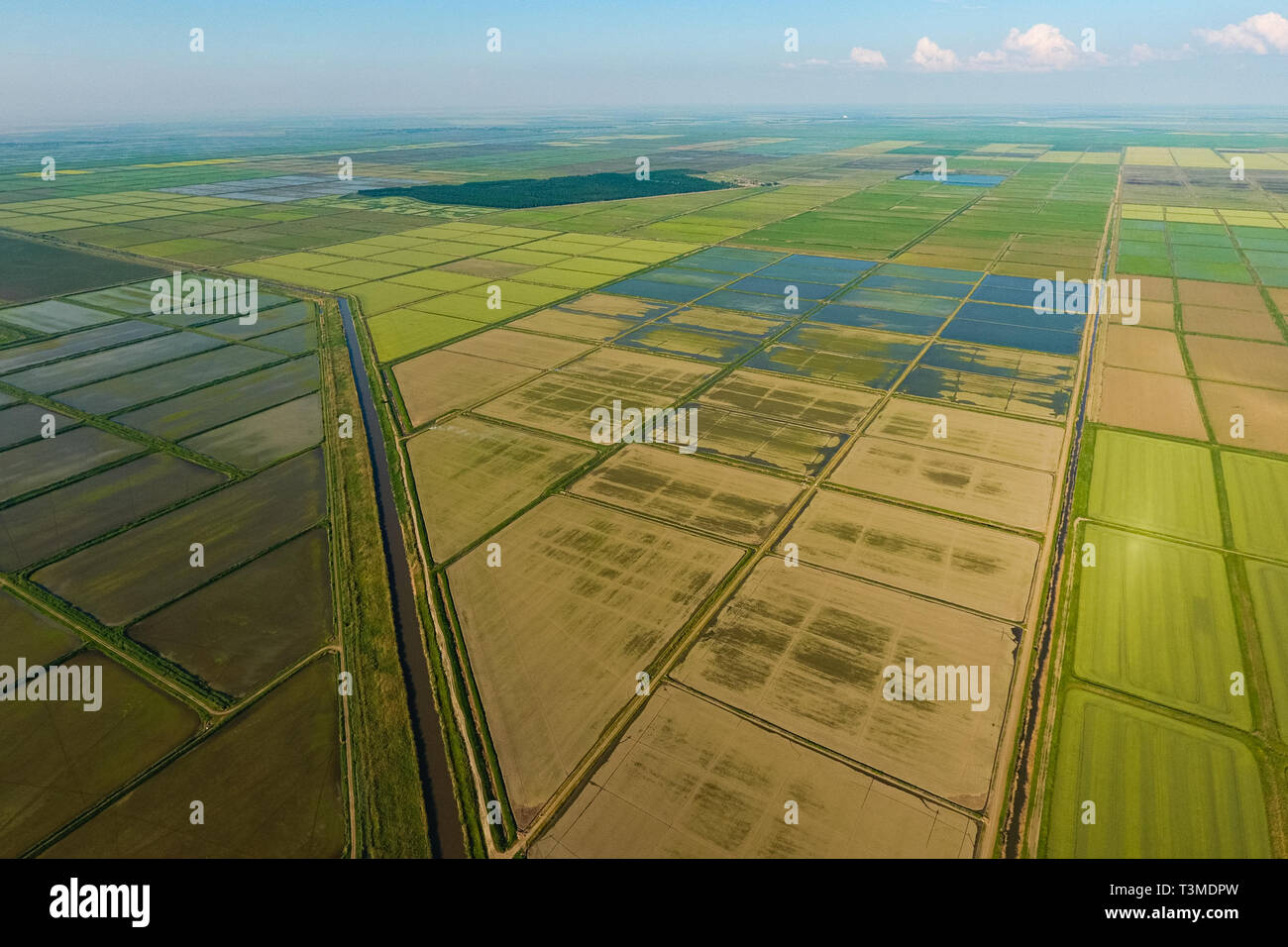 The rice fields are flooded with water. Flooded rice paddies. Agronomic ...