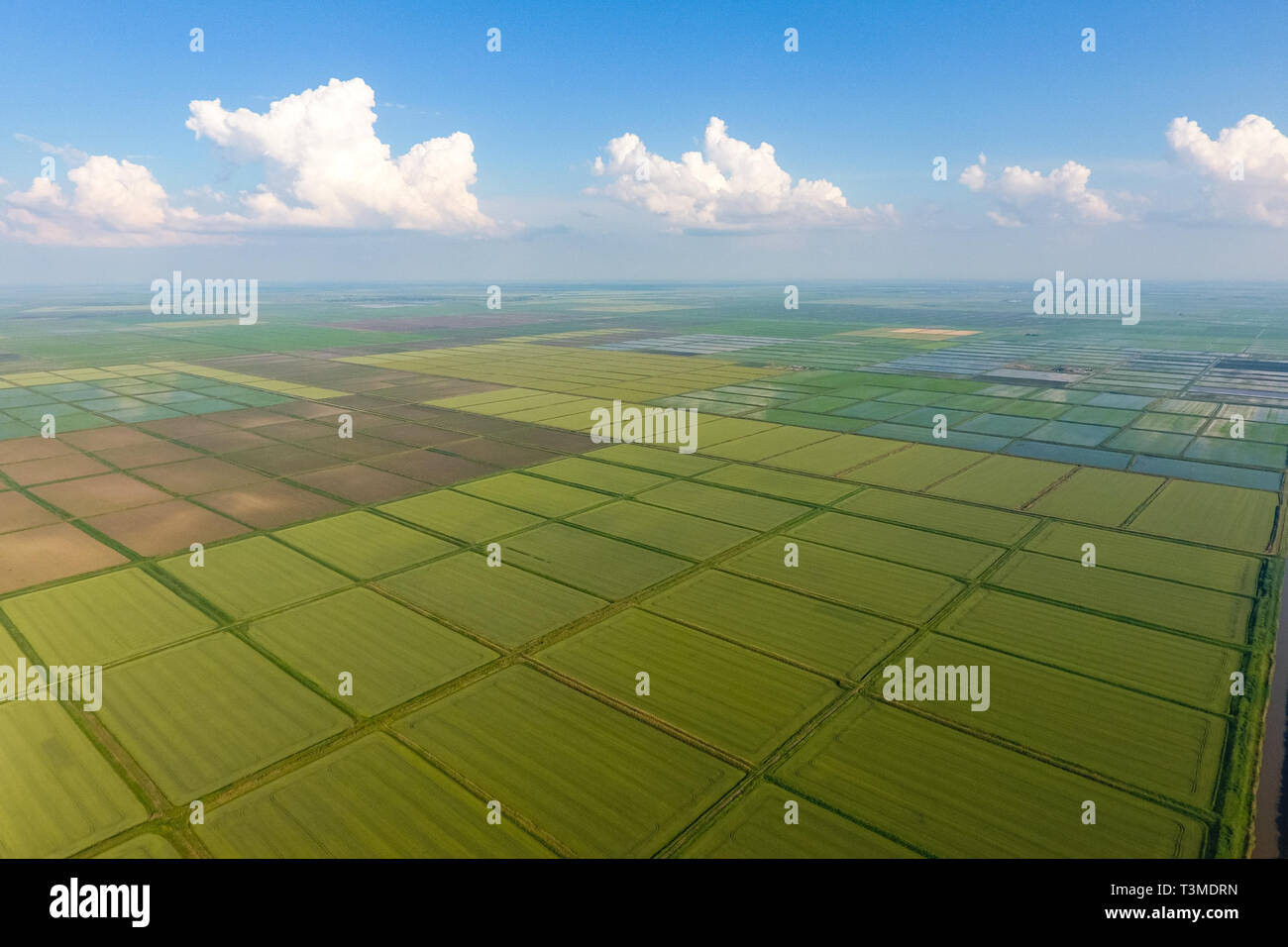 The rice fields are flooded with water. Flooded rice paddies. Agronomic ...
