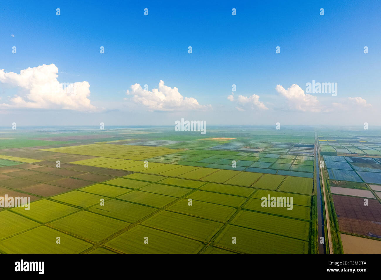 The rice fields are flooded with water. Flooded rice paddies. Agronomic ...