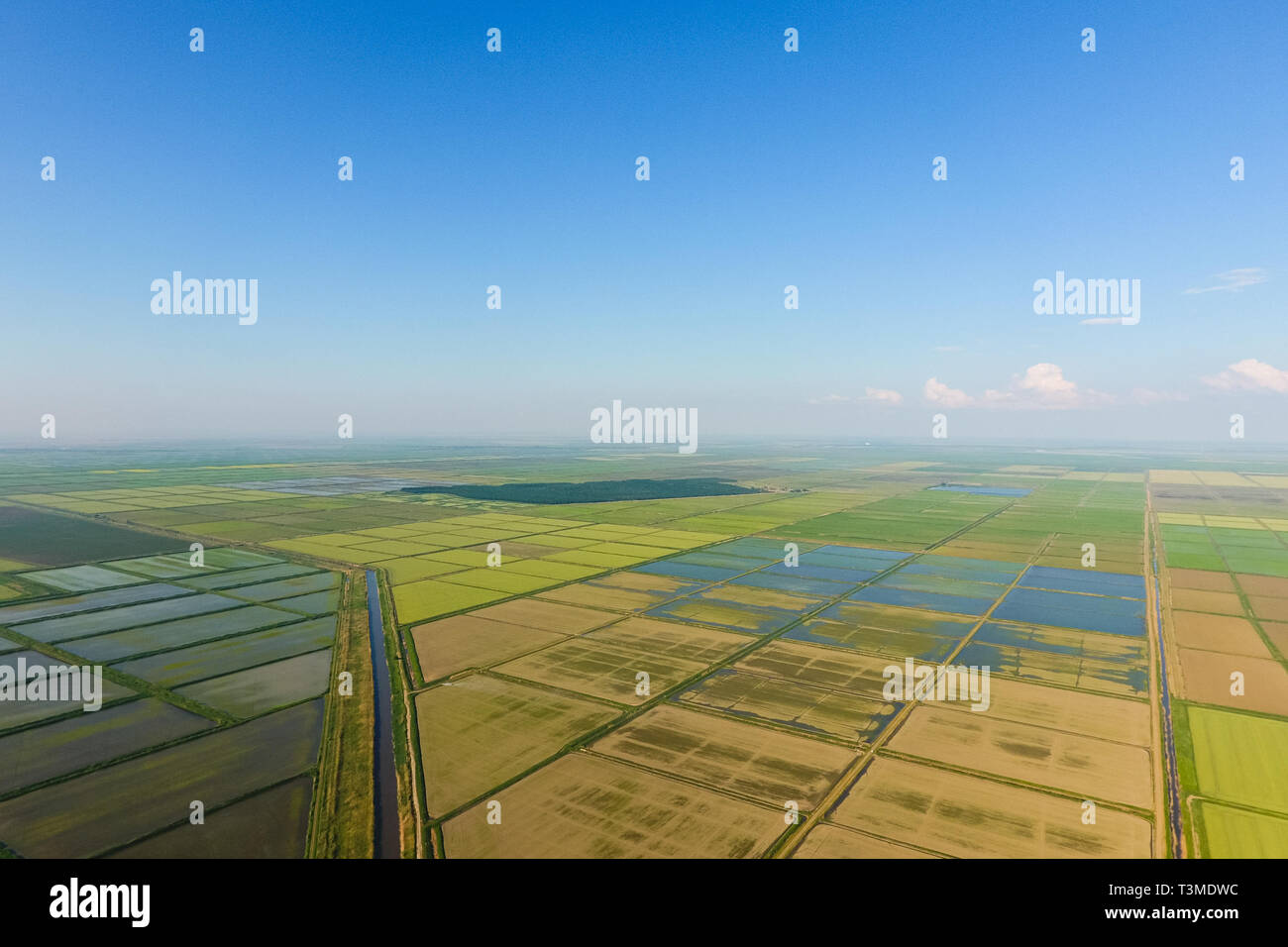 The rice fields are flooded with water. Flooded rice paddies. Agronomic ...