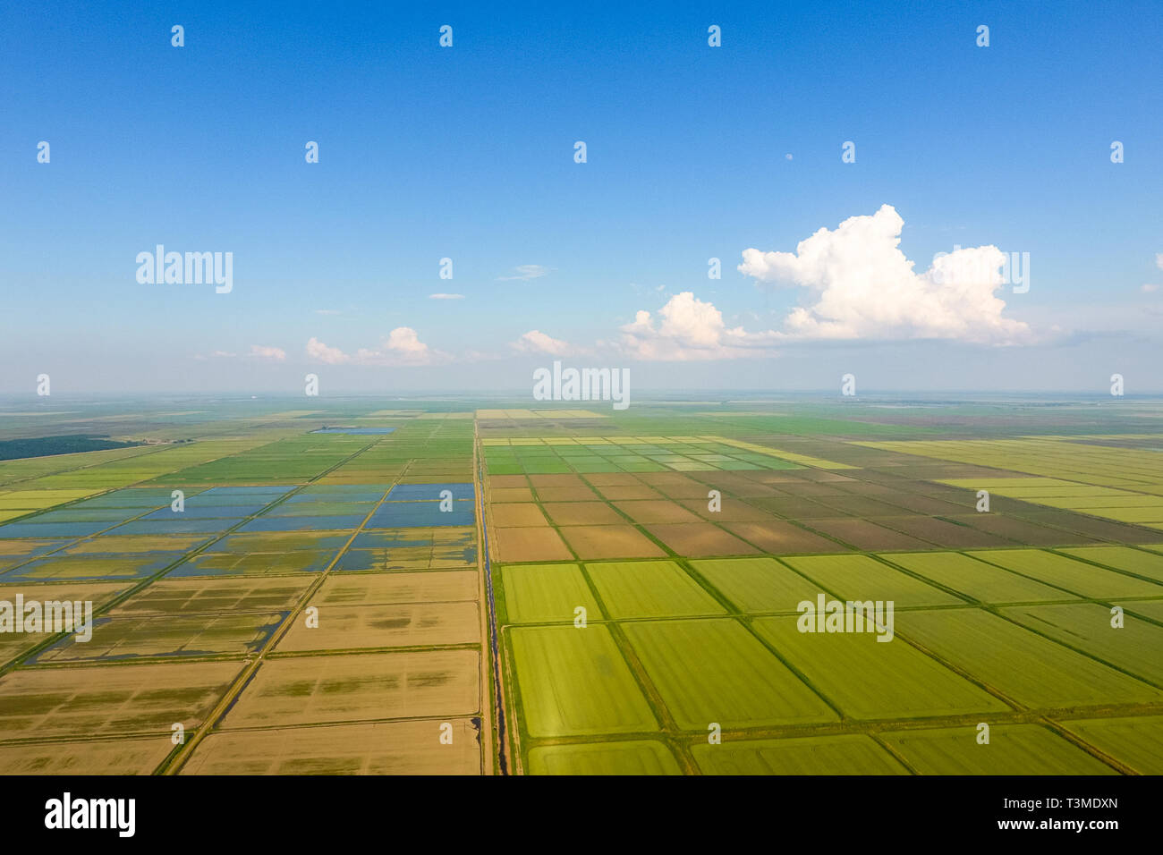 The rice fields are flooded with water. Flooded rice paddies. Agronomic ...