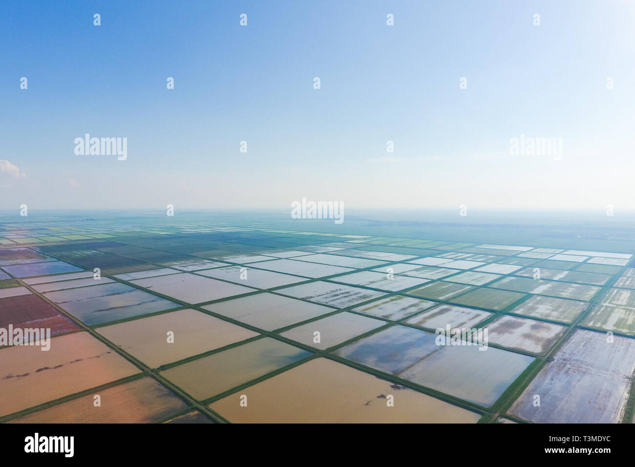 The rice fields are flooded with water. Flooded rice paddies. Agronomic ...