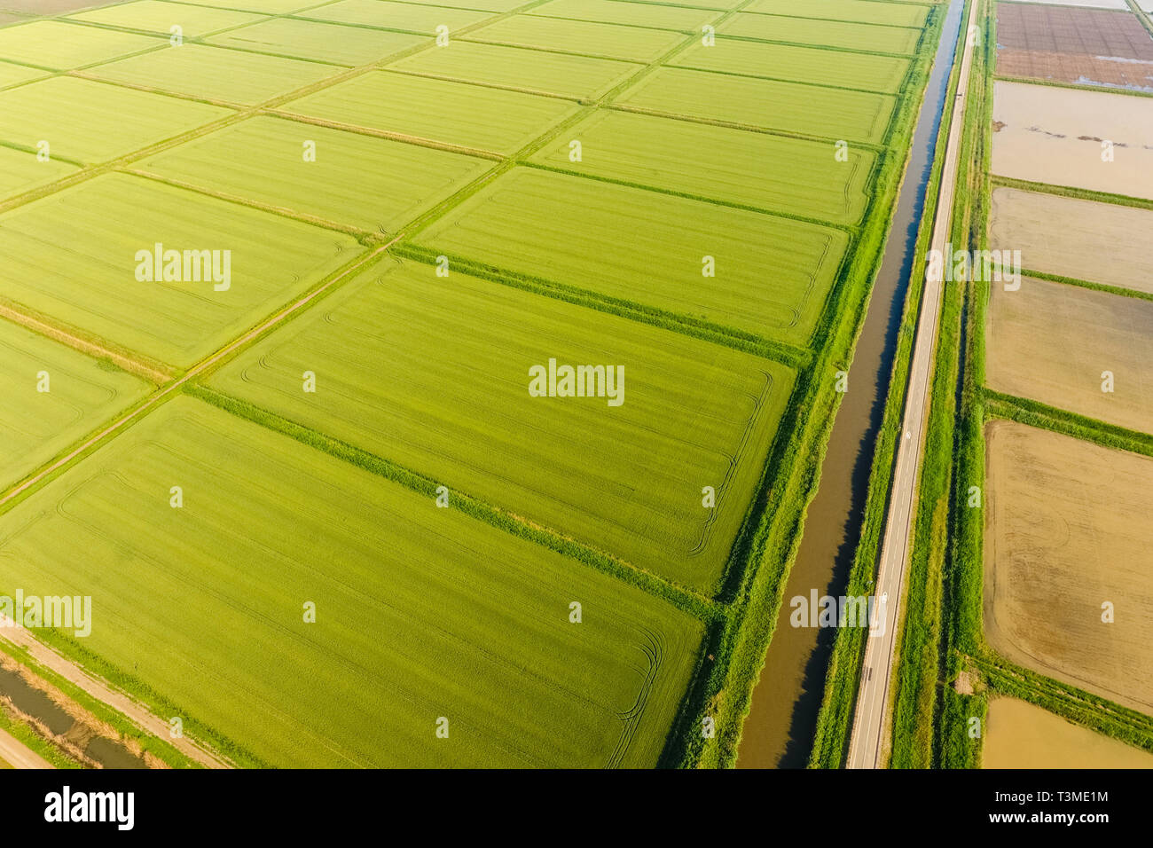 The rice fields are flooded with water. Flooded rice paddies. Agronomic ...