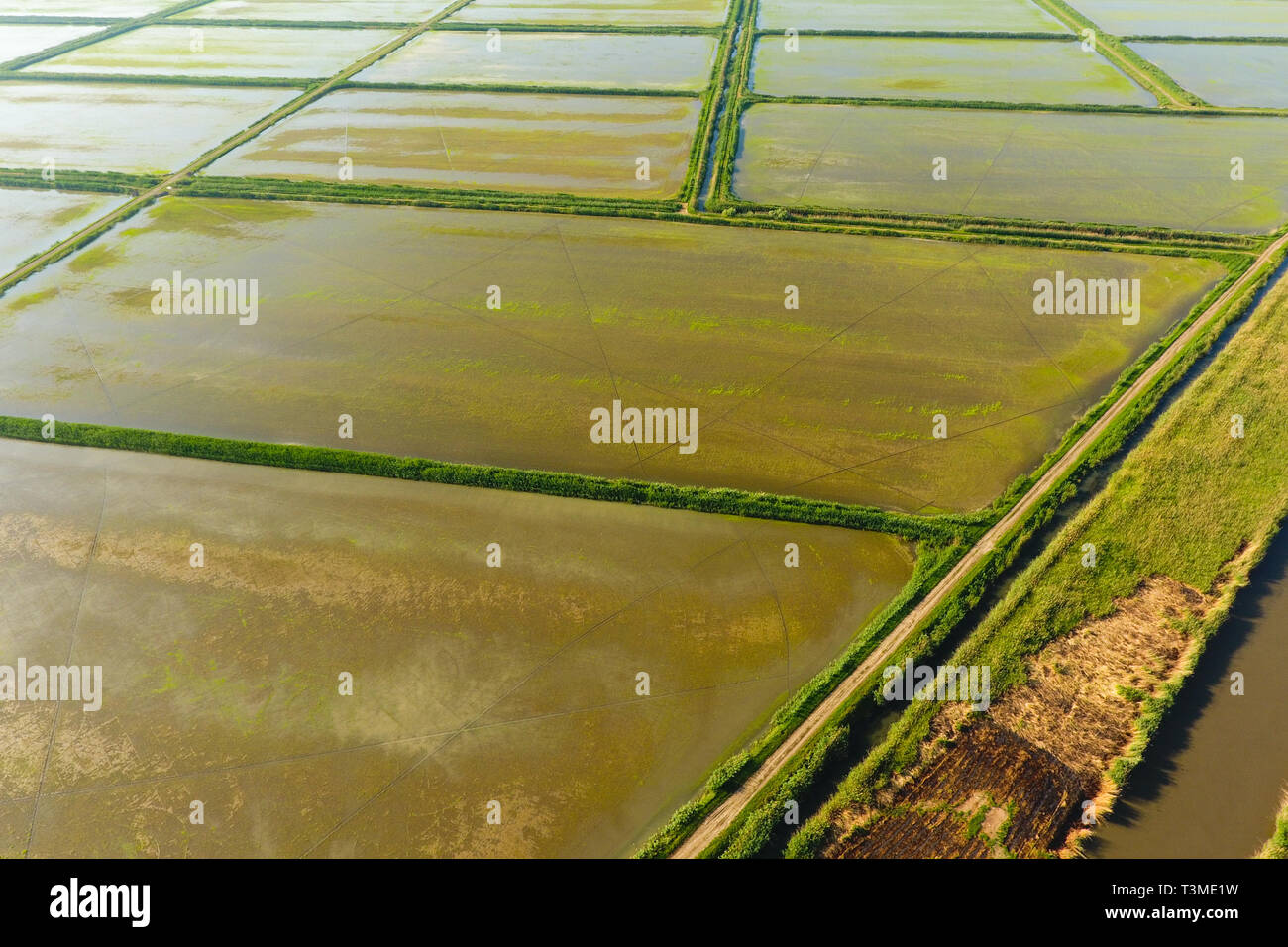 The rice fields are flooded with water. Flooded rice paddies. Agronomic ...