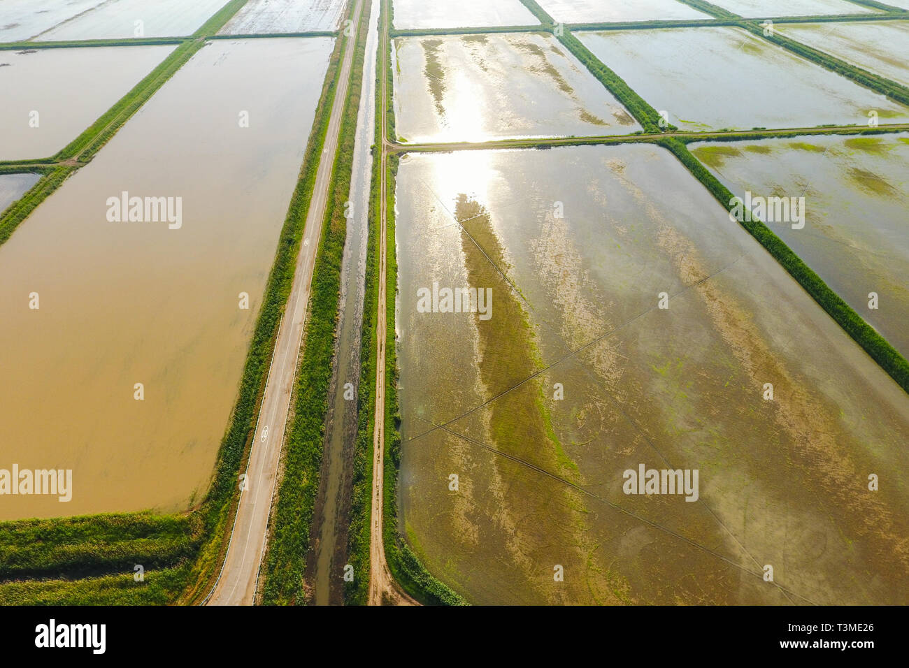 The rice fields are flooded with water. Flooded rice paddies. Agronomic ...