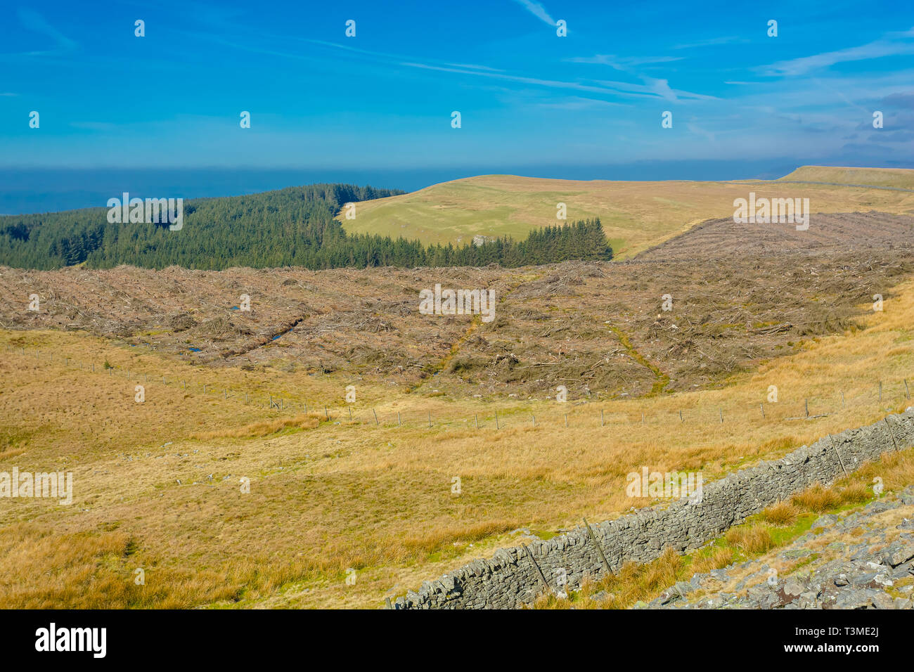 Deforestation on the Yorkshire Dales/Cumbria border. Large swathes of ...