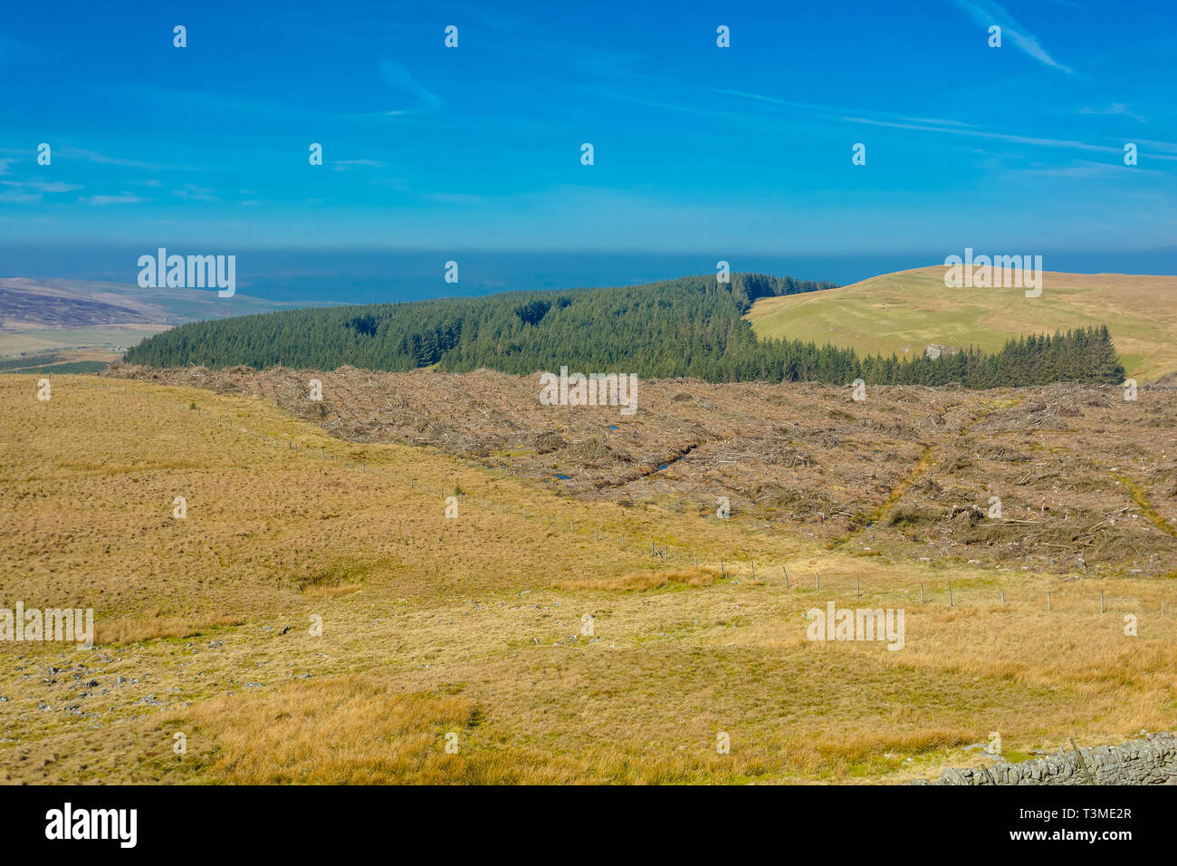 Deforestation on the Yorkshire Dales/Cumbria border. Large swathes of ...