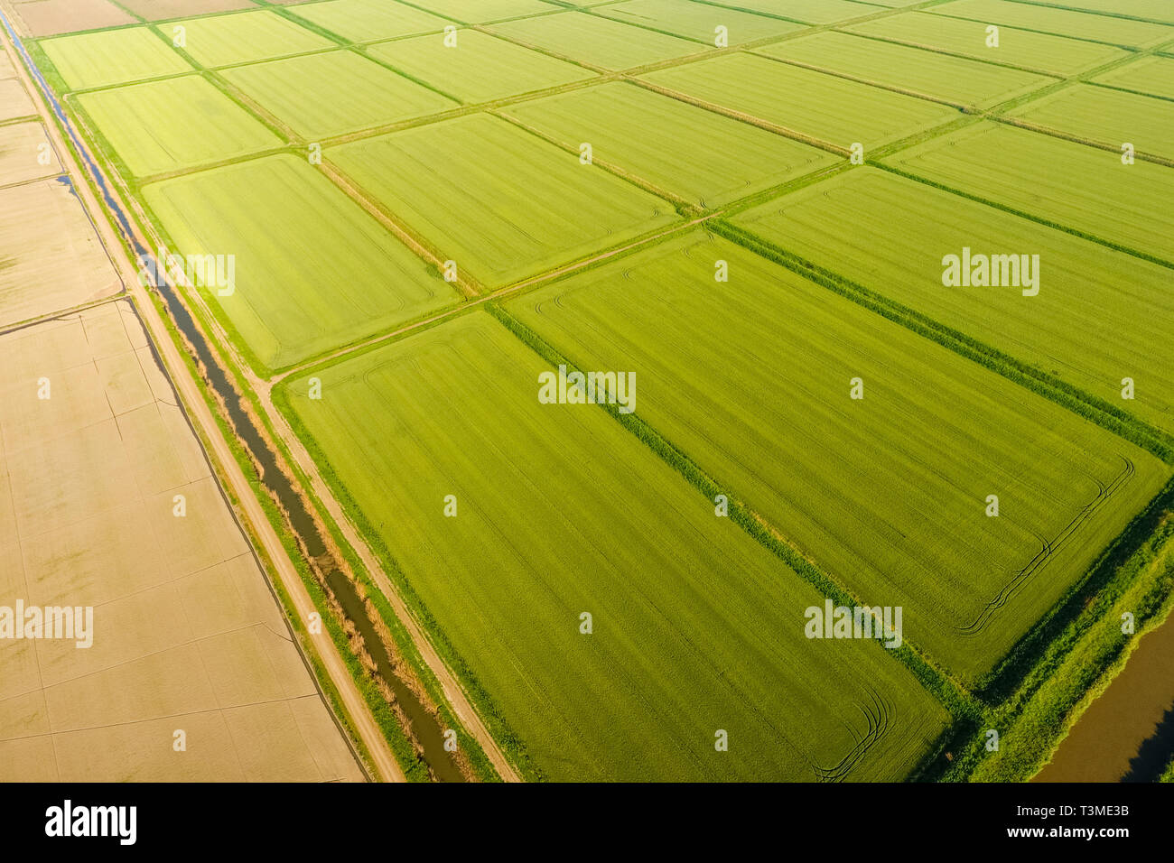 The rice fields are flooded with water. Flooded rice paddies. Agronomic ...