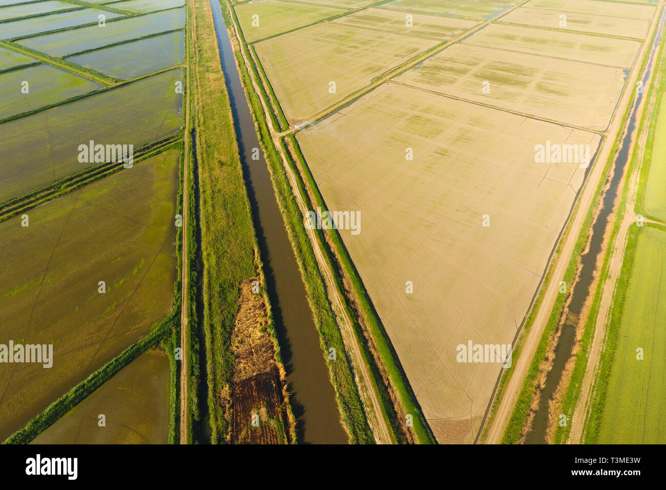 The rice fields are flooded with water. Flooded rice paddies. Agronomic ...