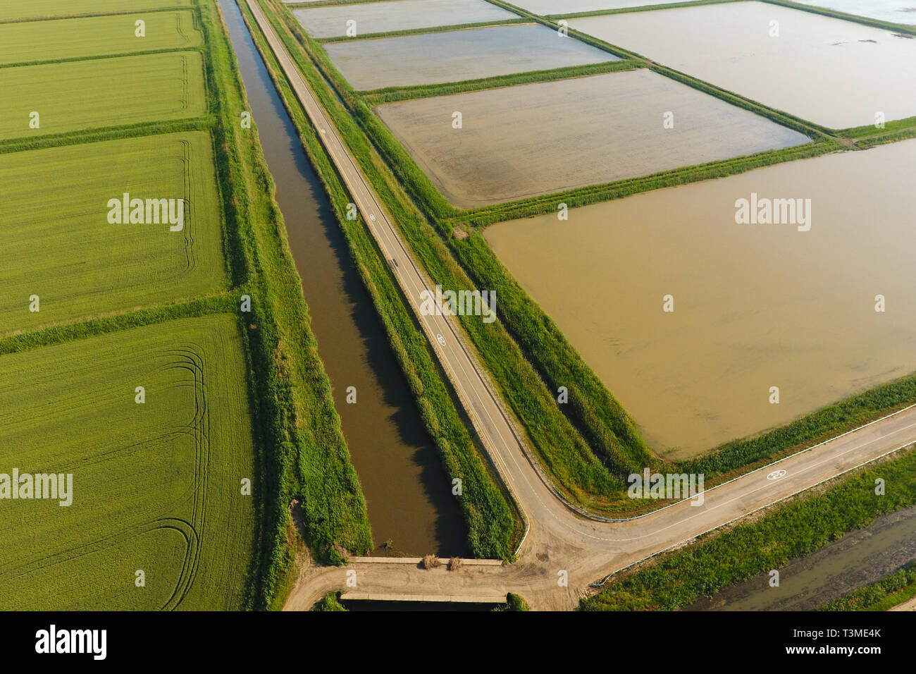 The rice fields are flooded with water. Flooded rice paddies. Agronomic ...