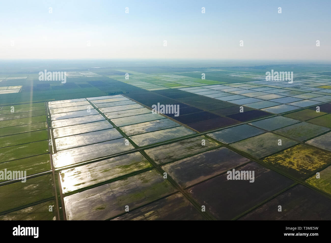 The rice fields are flooded with water. Flooded rice paddies. Agronomic ...