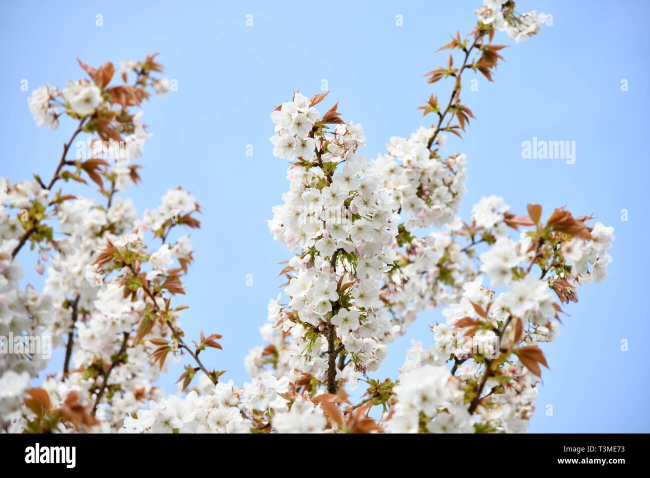 Spring flours hi-res stock photography and images - Alamy
