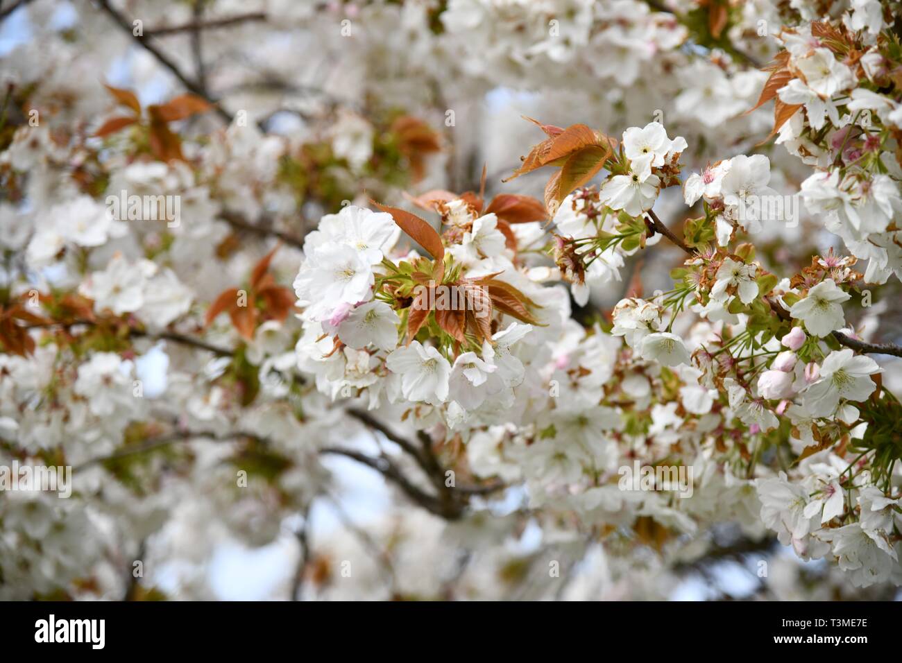 Cherry Blossom in spring Stock Photo - Alamy