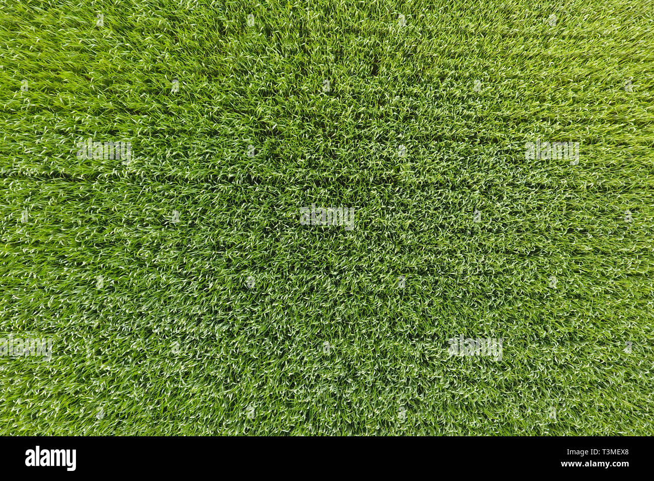 The wheat field is green. Young wheat on the field. View from above ...