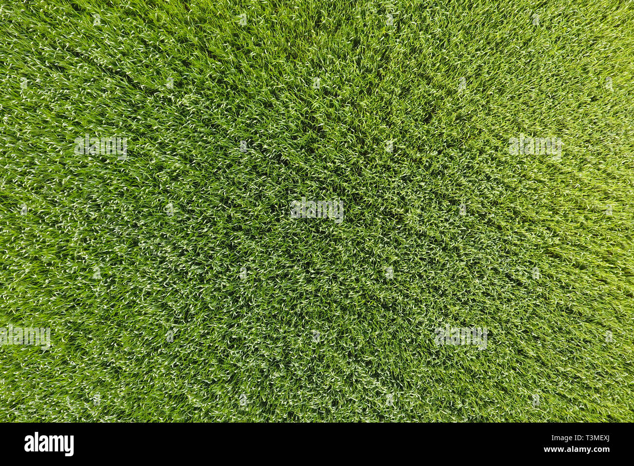 The wheat field is green. Young wheat on the field. View from above ...