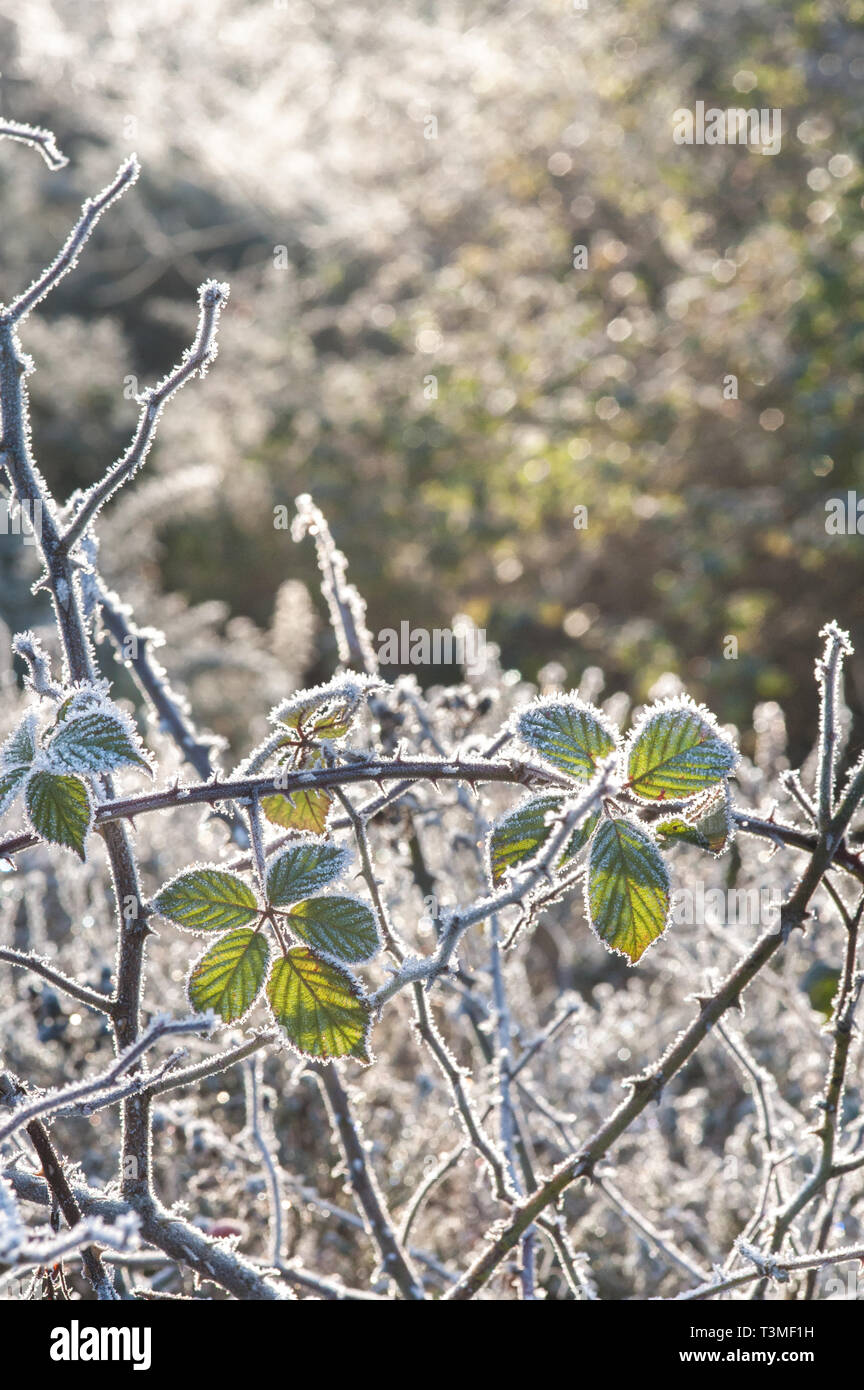 frosted winter thorn branches backlit by spring sunsine Stock Photo - Alamy