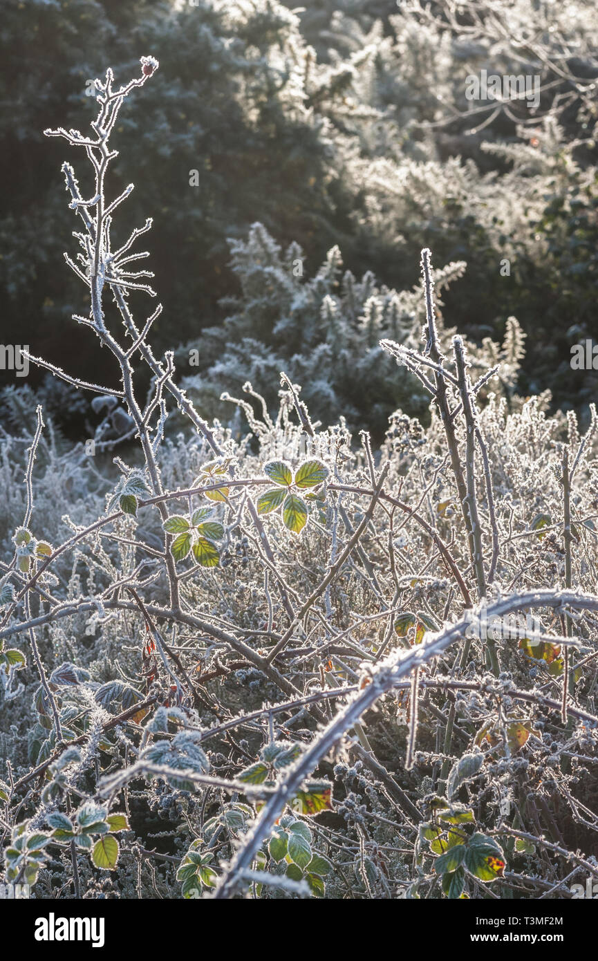 Winter thorn hi-res stock photography and images - Alamy