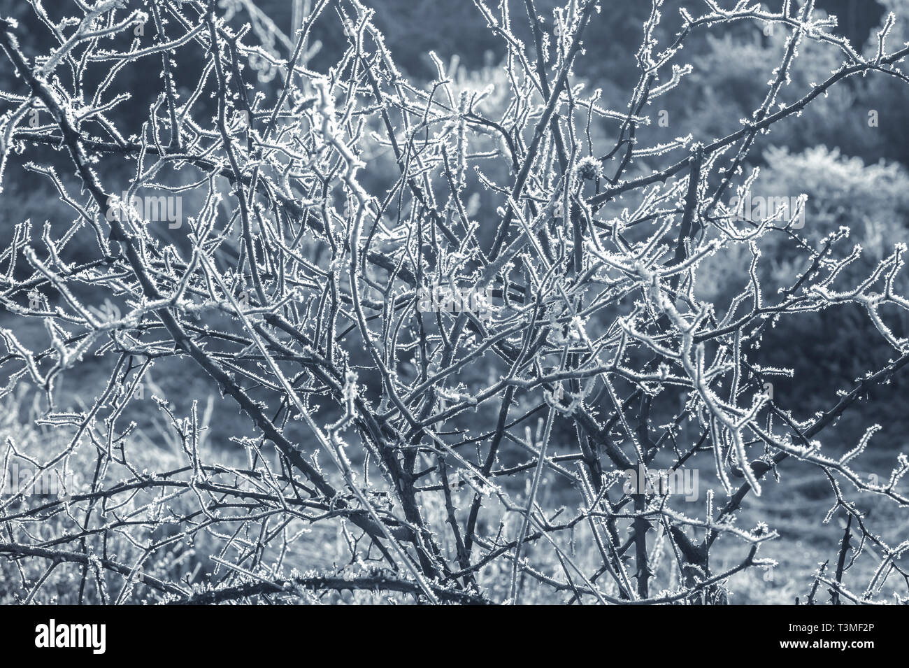 Winter thorn hi-res stock photography and images - Alamy