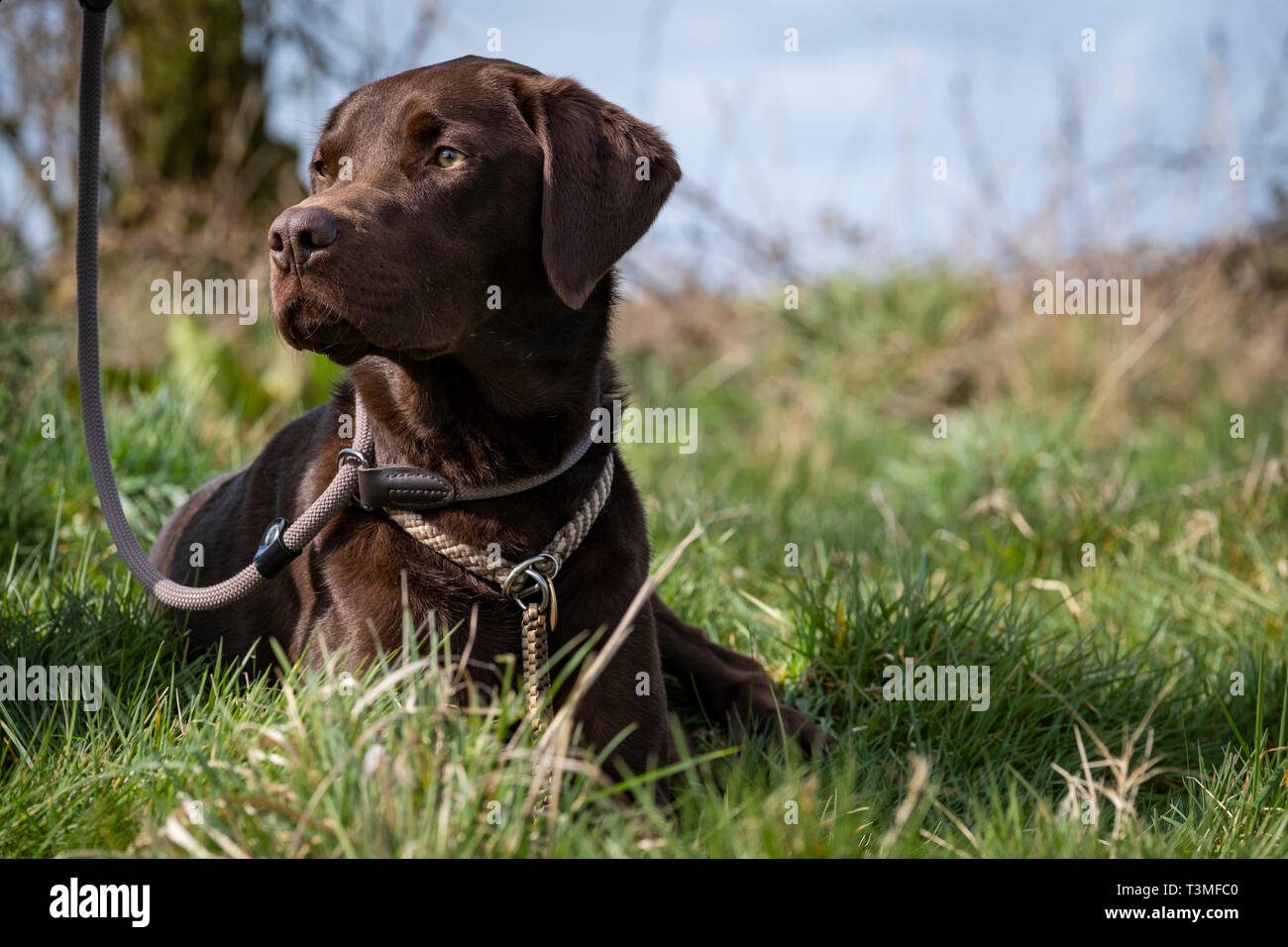 Working black labrador retriever hi-res stock photography and images ...