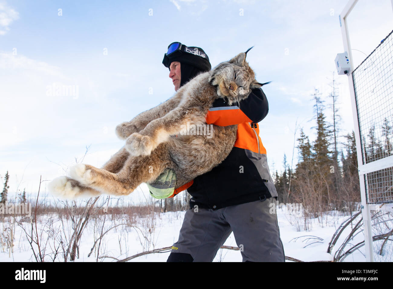 Arctic biology researcher hi-res stock photography and images - Alamy