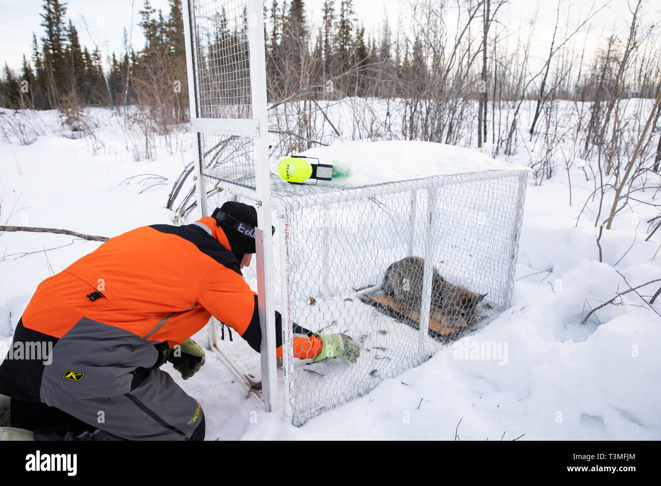 Lynx in cage hi-res stock photography and images - Alamy