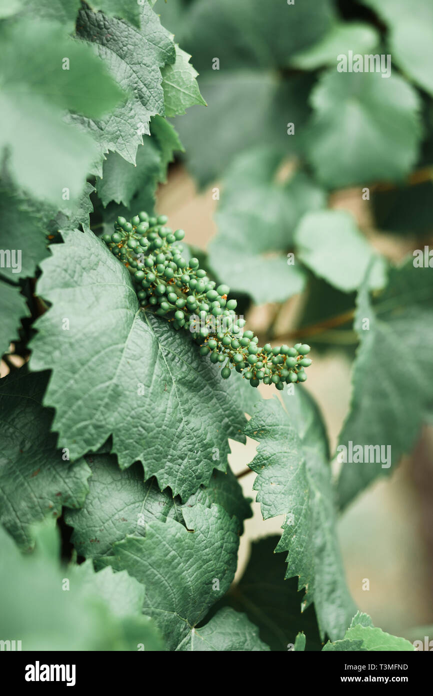 Various wine grapes growing hi-res stock photography and images - Alamy