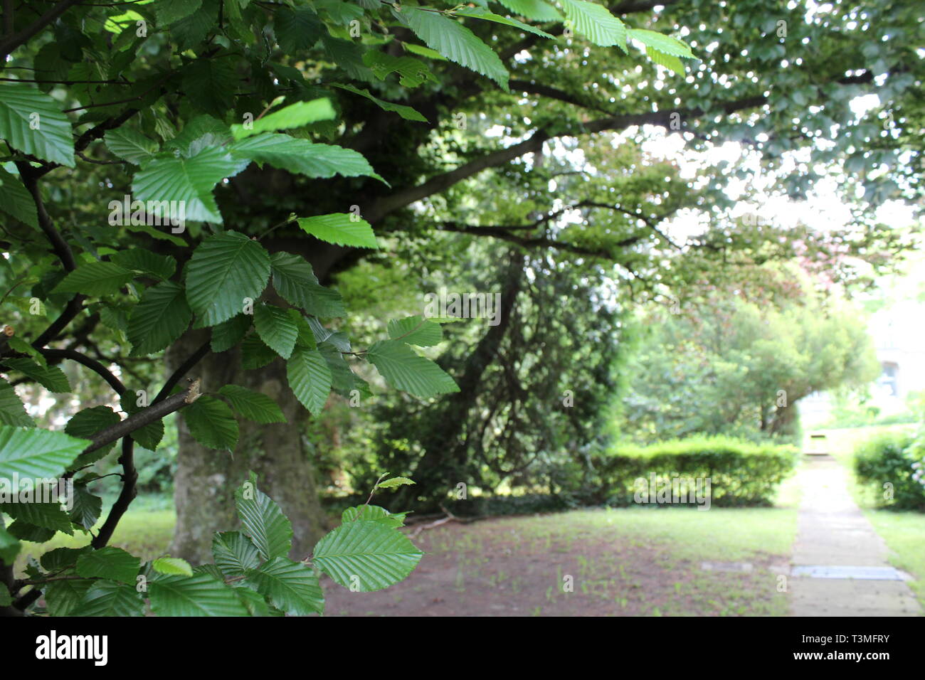 green perspective inside the city Stock Photo - Alamy